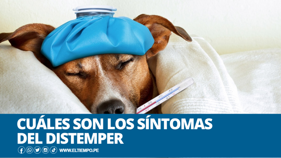 ¿Cuáles son los síntomas del distemper?